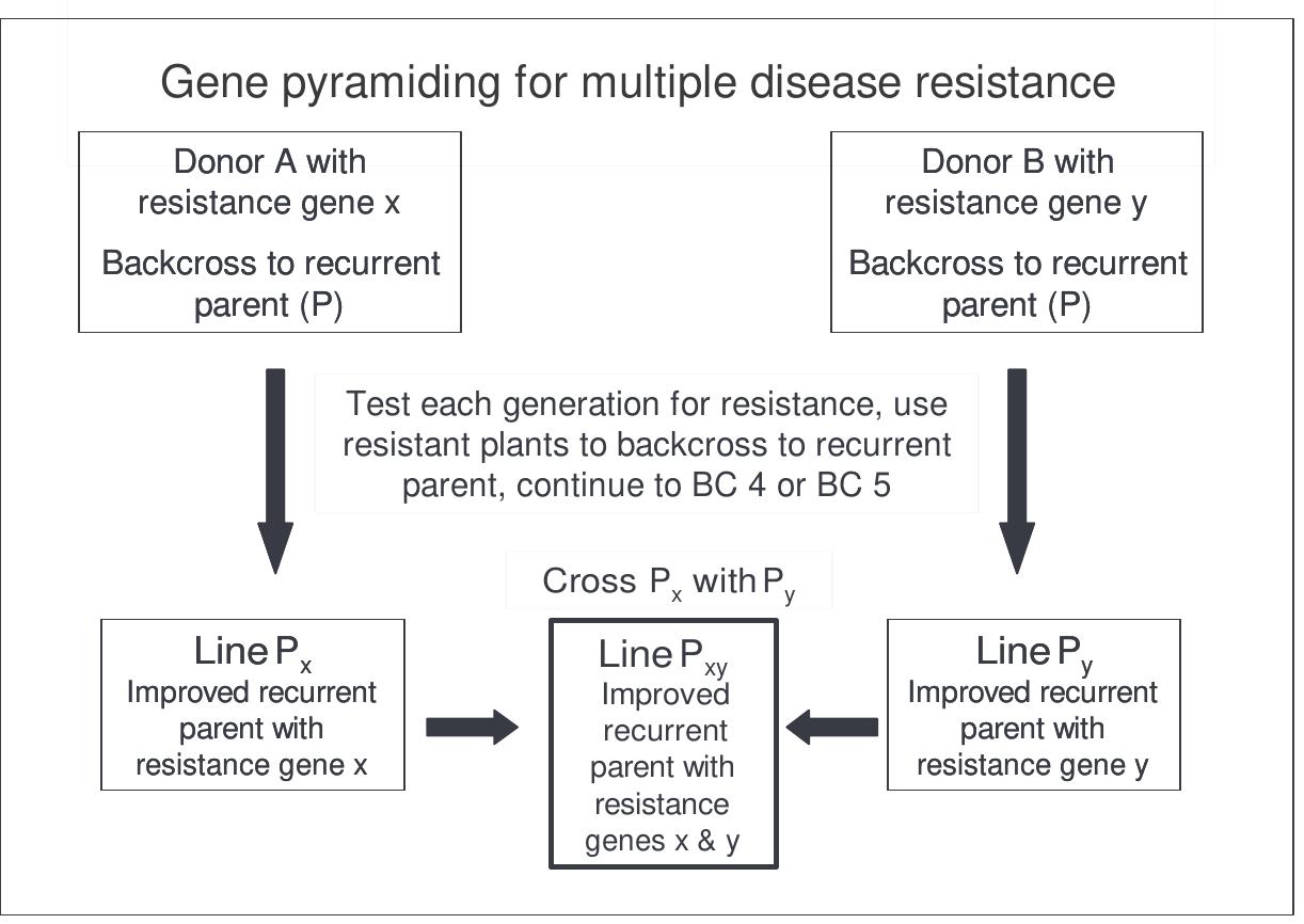 Gene pyramiding for multiple disease resistance it is