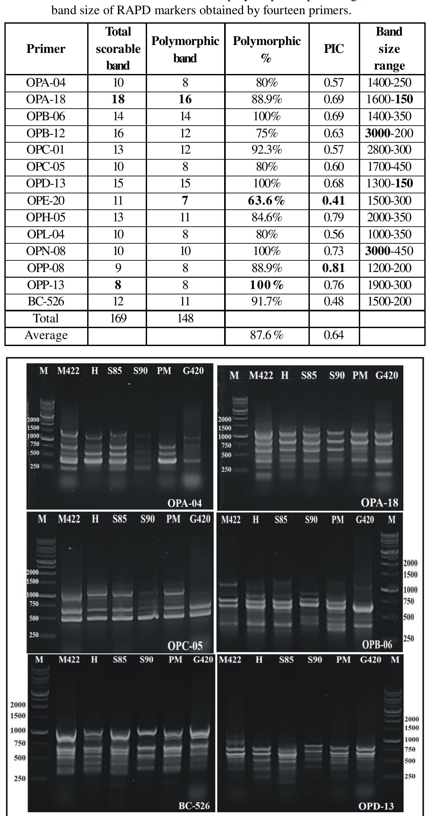 Rapd banding patterns of six different sorghum genotypes