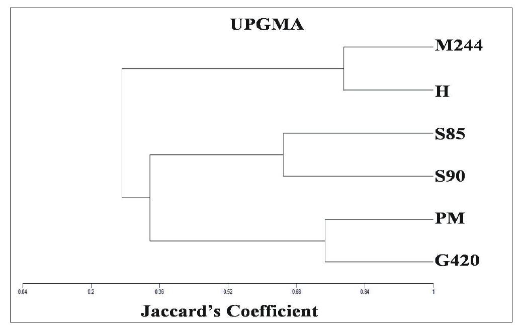 Phylogenetic tree of six sorghum cultivars based on pooled