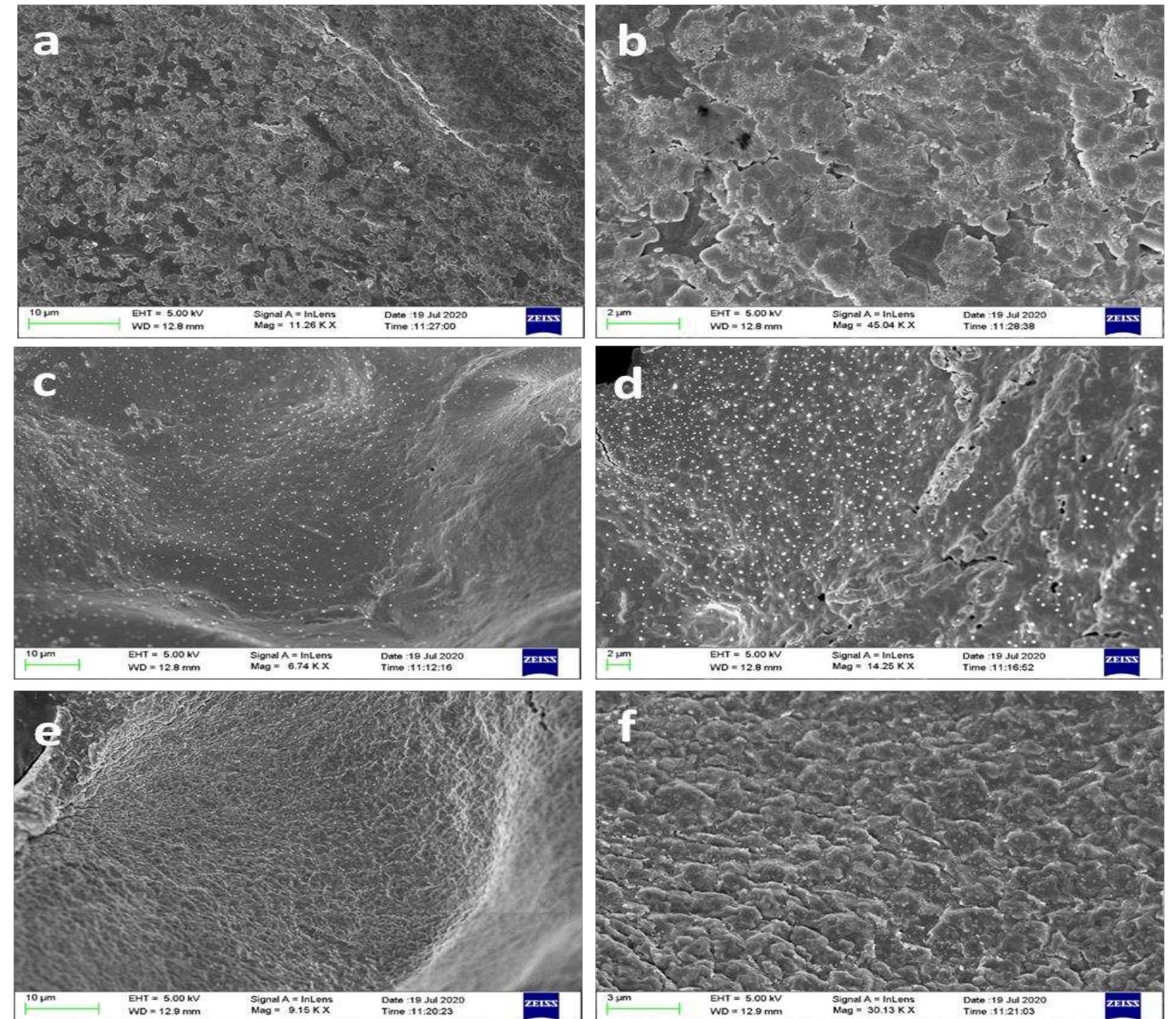 Topographical architecture of lyophilized fish skin mucus