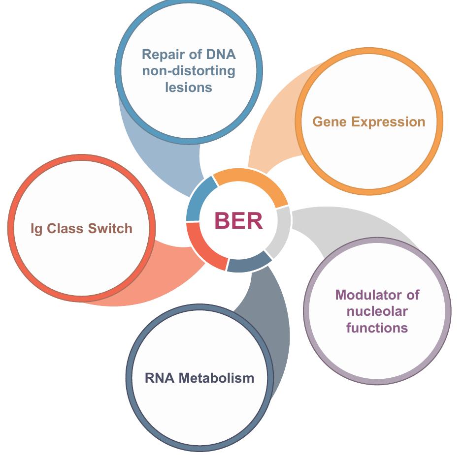 Ber exerts different functions in human cells. schematic