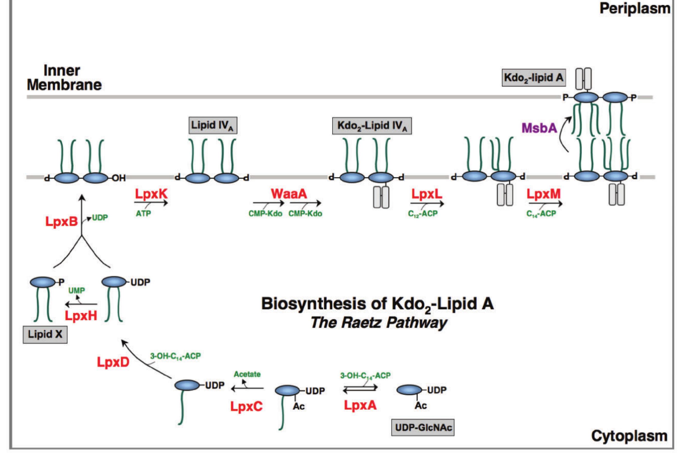 Lipid a biosynthetic pathway typified by e. coli k-12. all