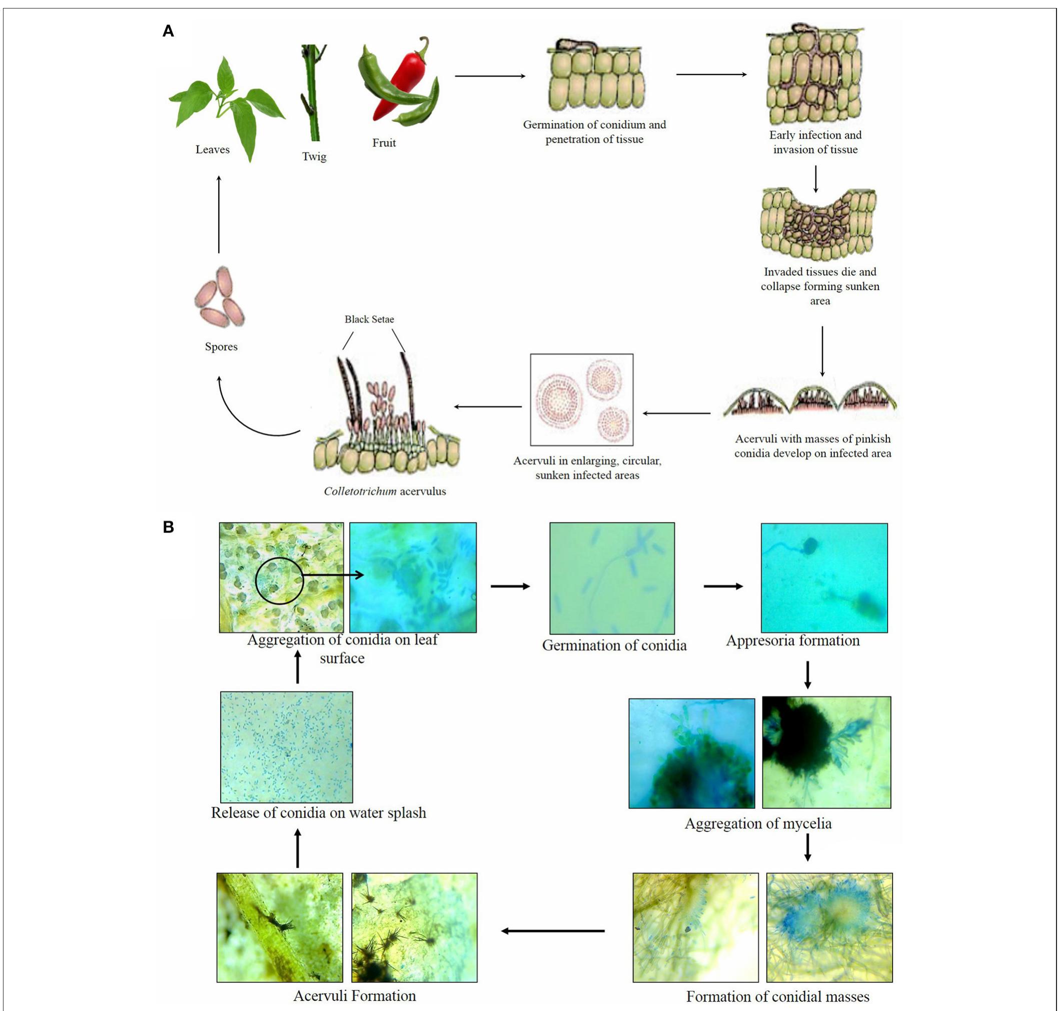 | (a) disease cycle of anthracnose disease of chilli