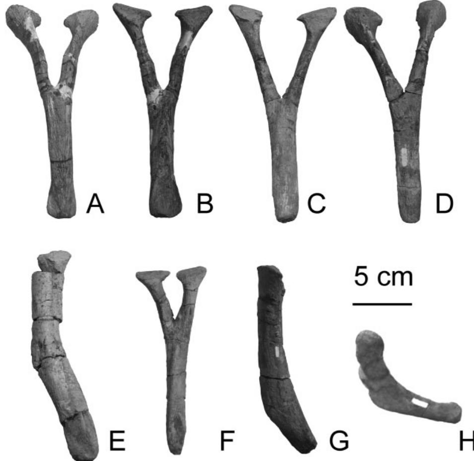Haemal arches of aragosaurus ischiaticus: a, b, anterior