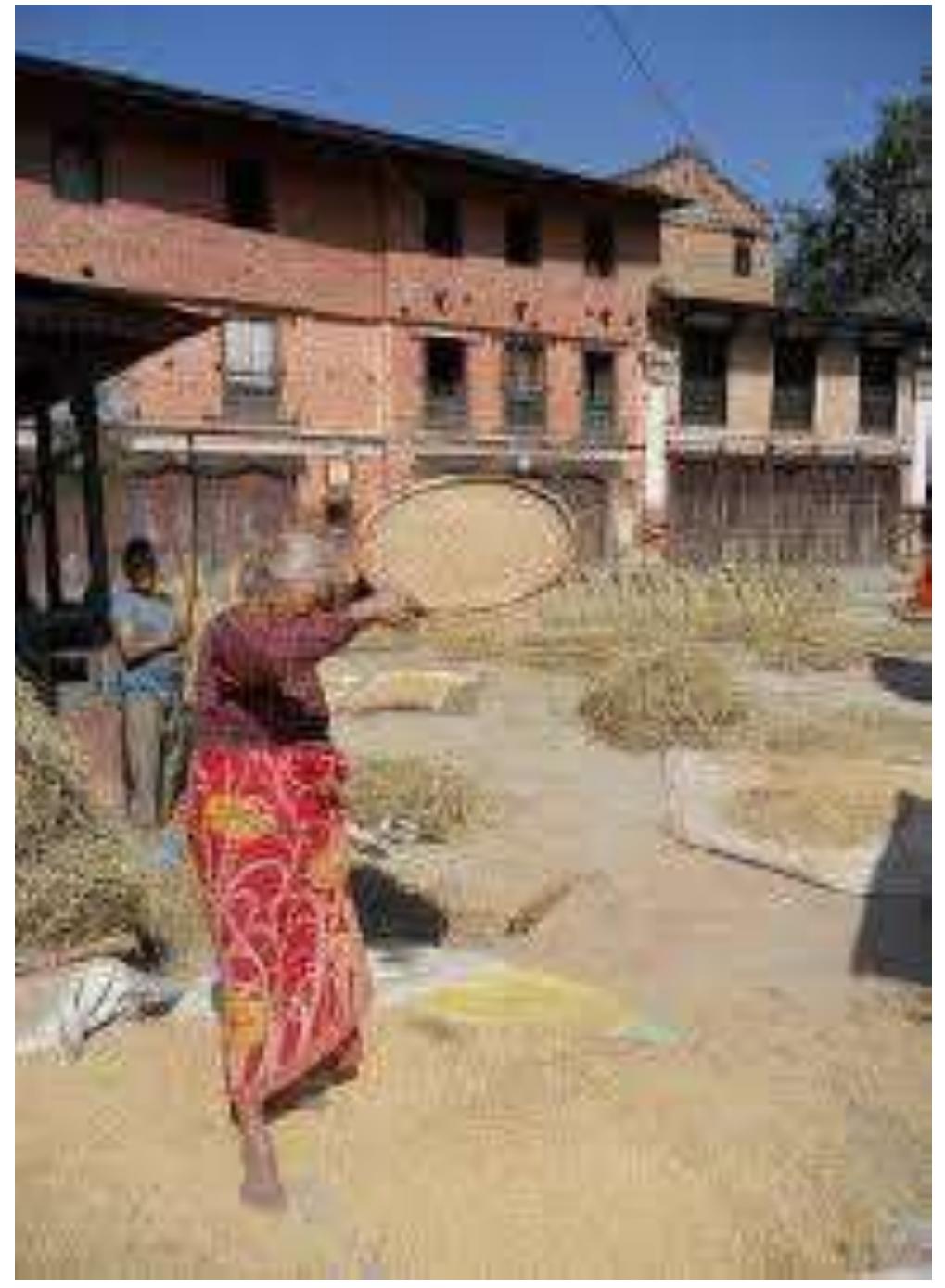 Plate 1 nepali woman adopting winnowing process by natural
