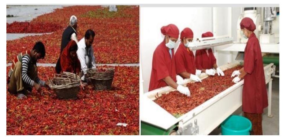 Manual grading based on color by human hands