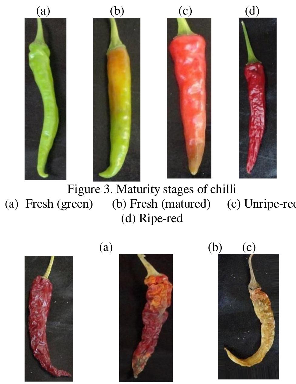 Chilli grading on post-harvest grading decisions (a)