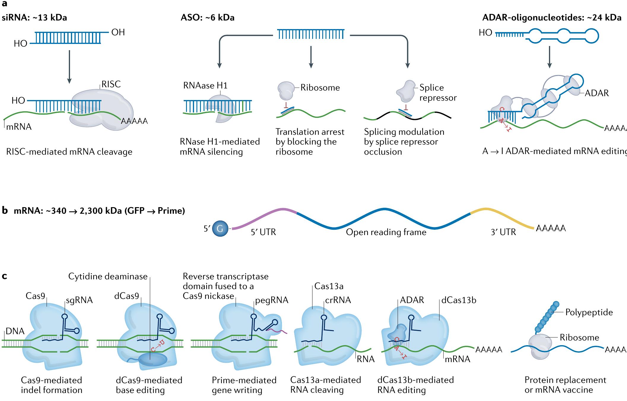 | the expanding universe of therapeutic rna payloads. a| one