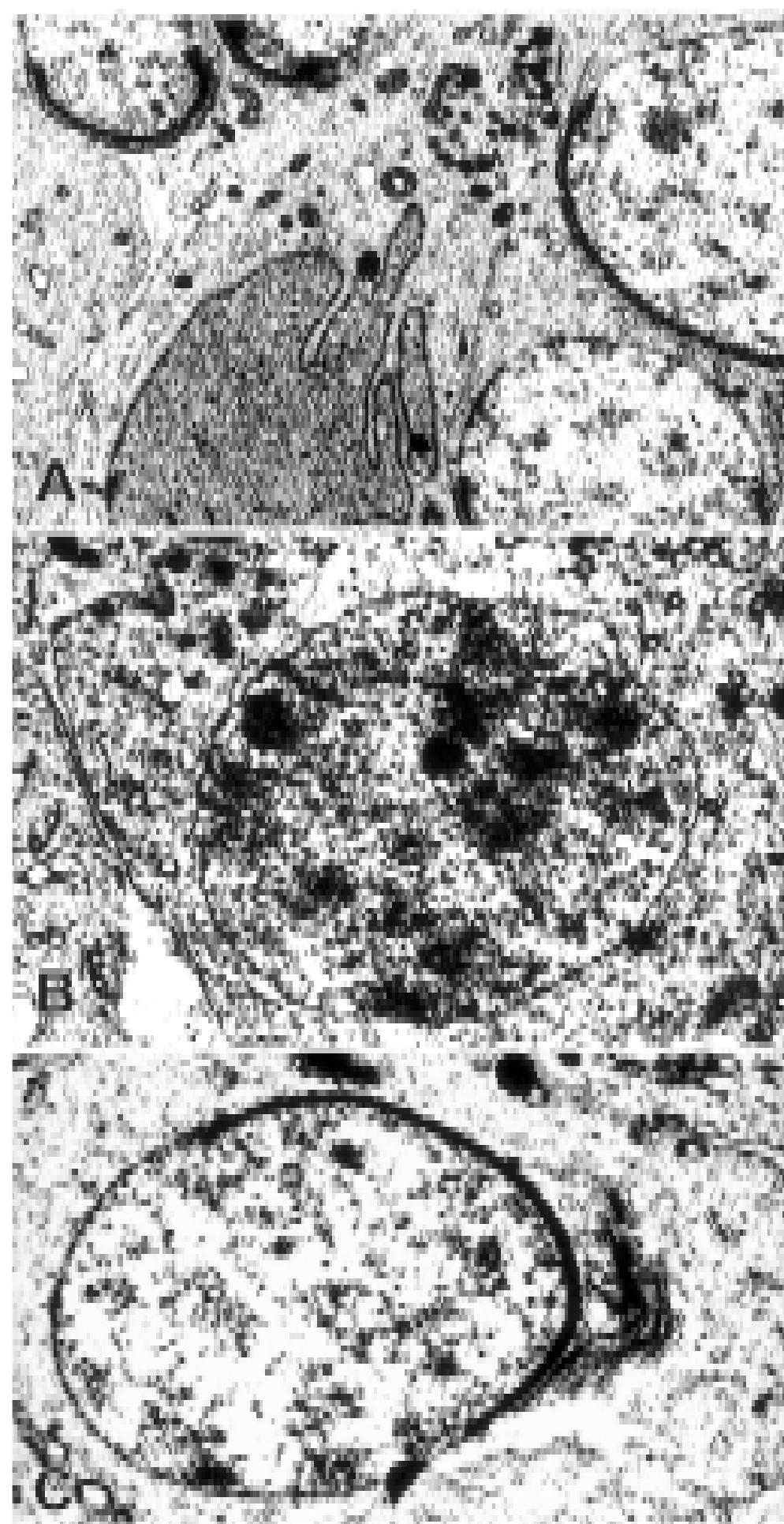 Testicular ultrastructure of control langur monkey: