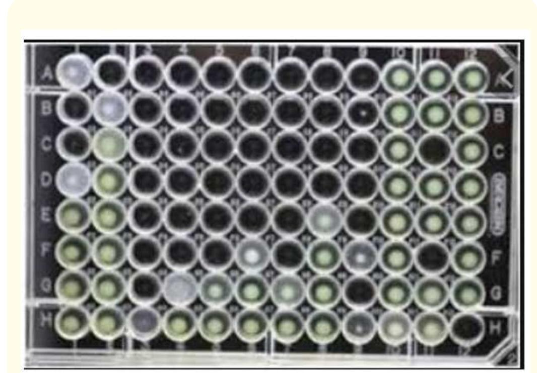 (PDF) Protocol to Evaluate Antibacterial Activity MIC, FIC and Time ...