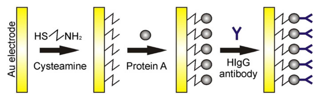 Schematic illustration of the assembly cysteamine/protein a