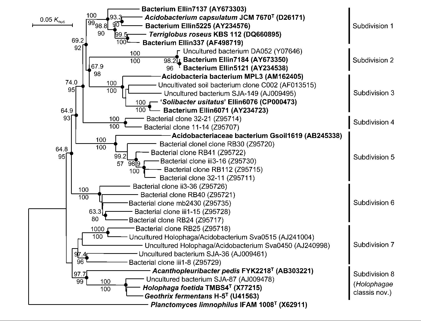 Neighbour-joining tree of the phylum ‘acidobacteria’ based