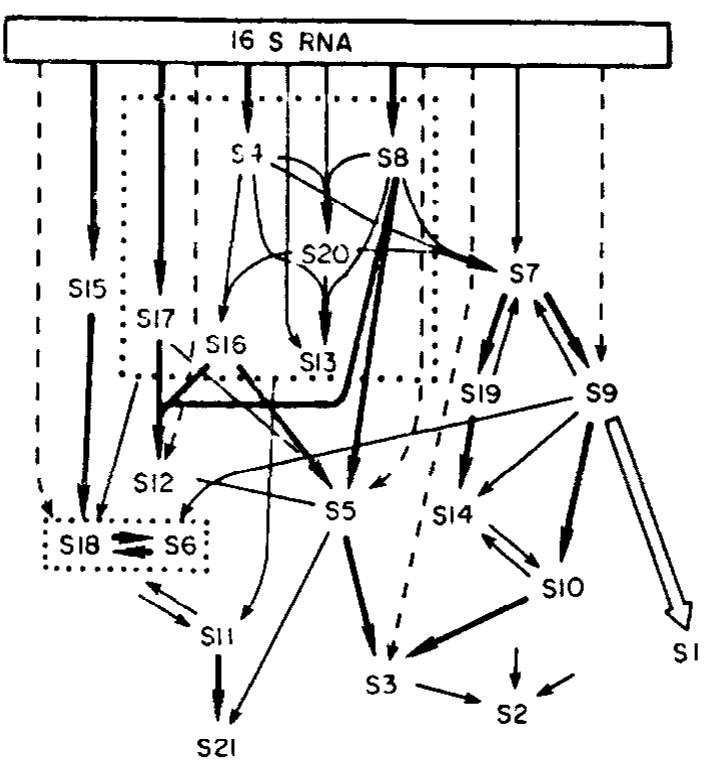 Fic. 12. the 308 subunit assembly map. this diagram depicts