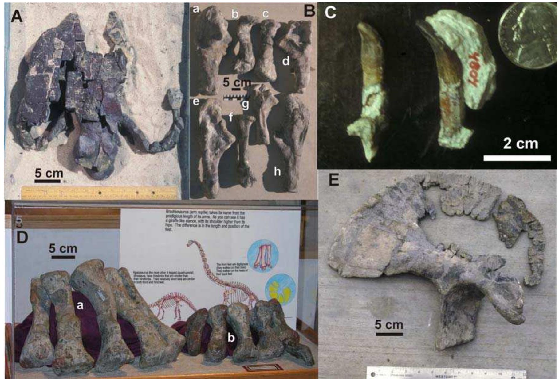 Dinosaur fossils from the ruby ranch member. a, type
