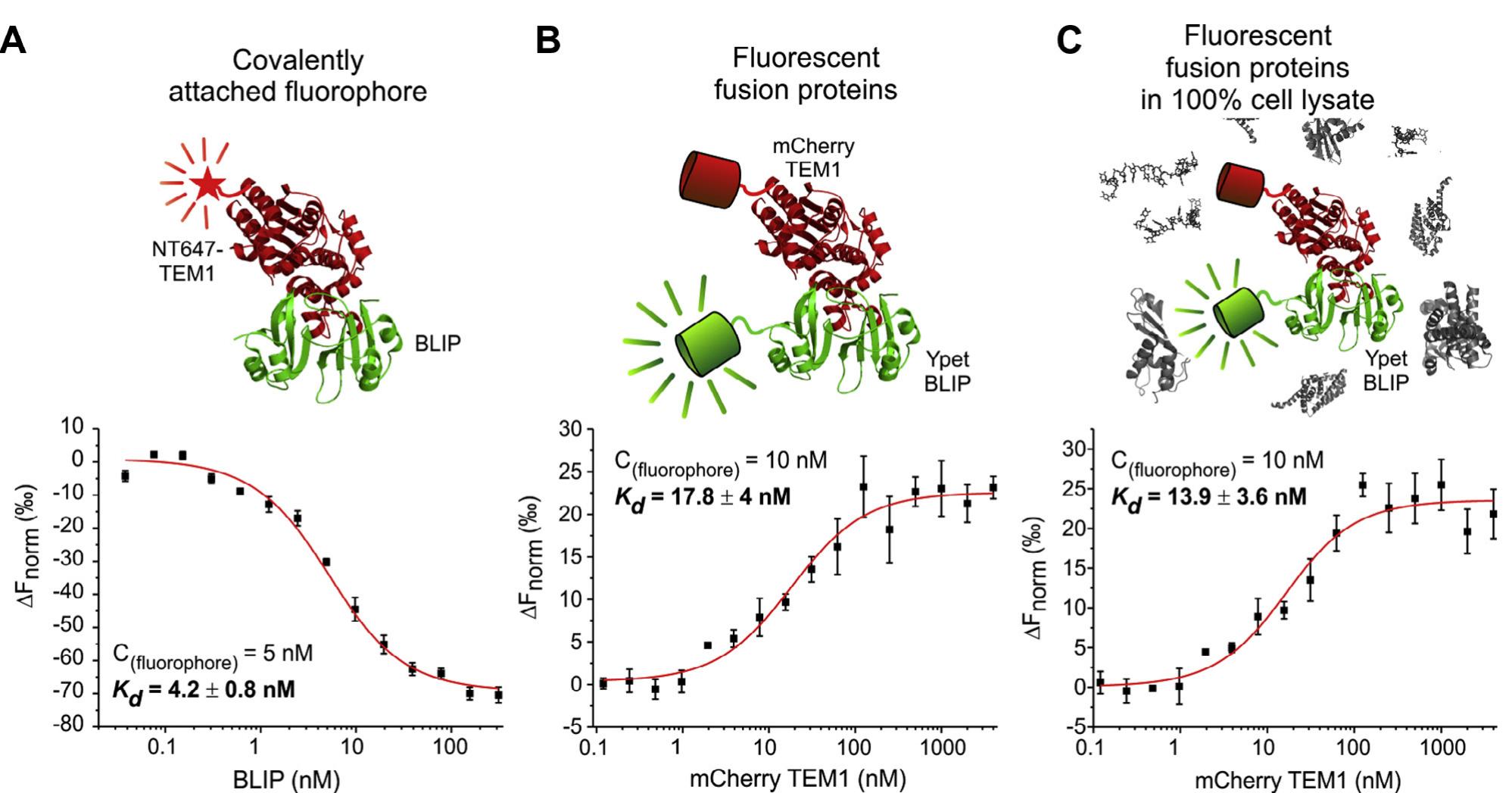 Thermophoretic analysis of protein-protein interactions in
