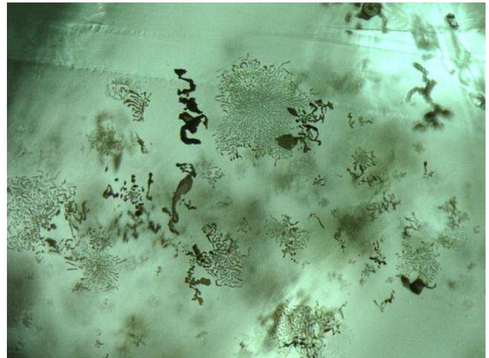 Opaque thin platelets showing dendritic inclusions are seen