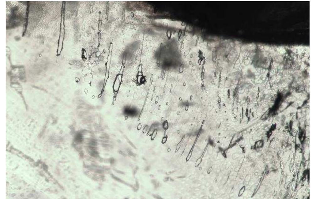 Irregularly shaped fluid inclusions in a russian emerald.