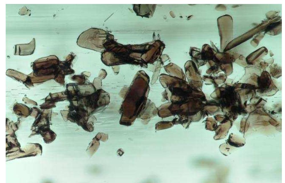 Lath-shaped brown inclusions identified as phlogopite mica