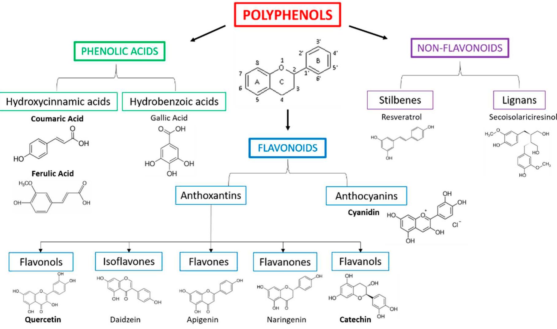 Schematic classification of polyphenols and examples of