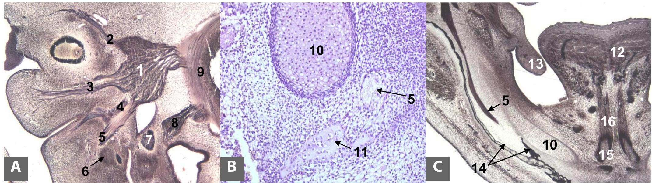Topography of trigeminal nerve and its branches in human
