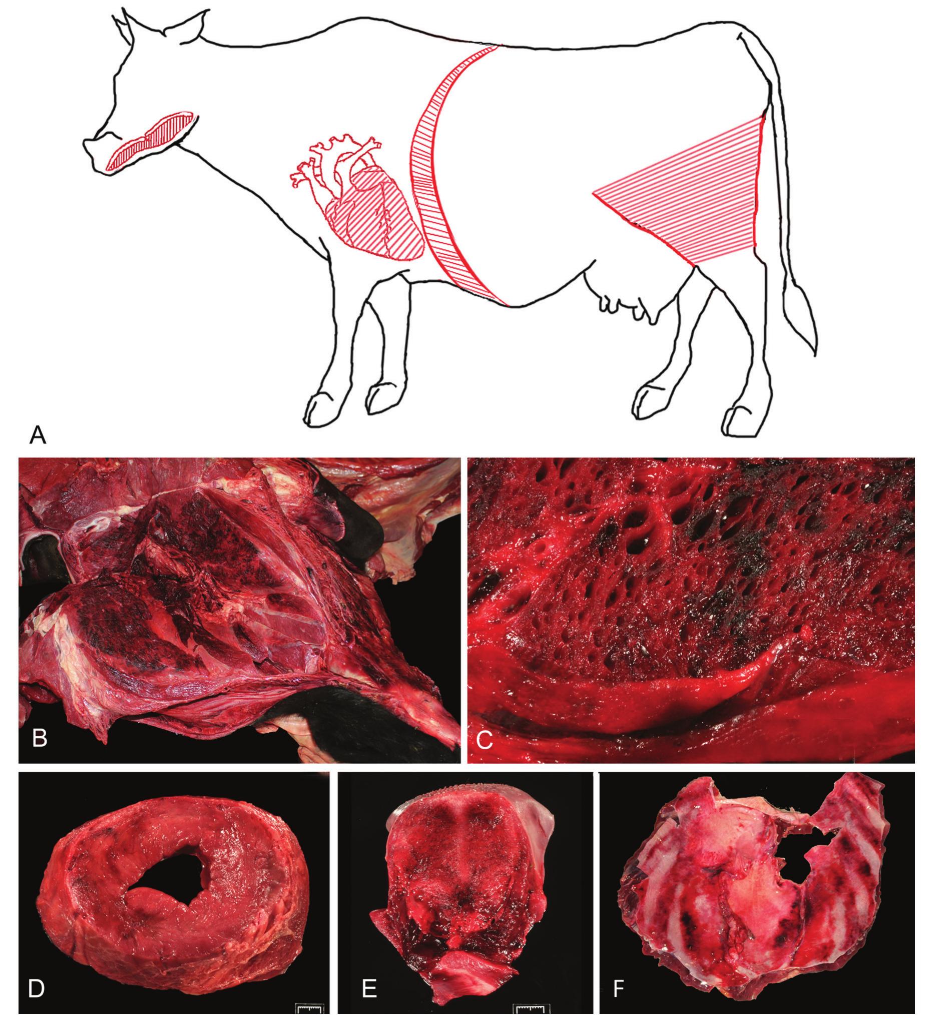 Gross lesions of blackleg in cattle. a. most commonly