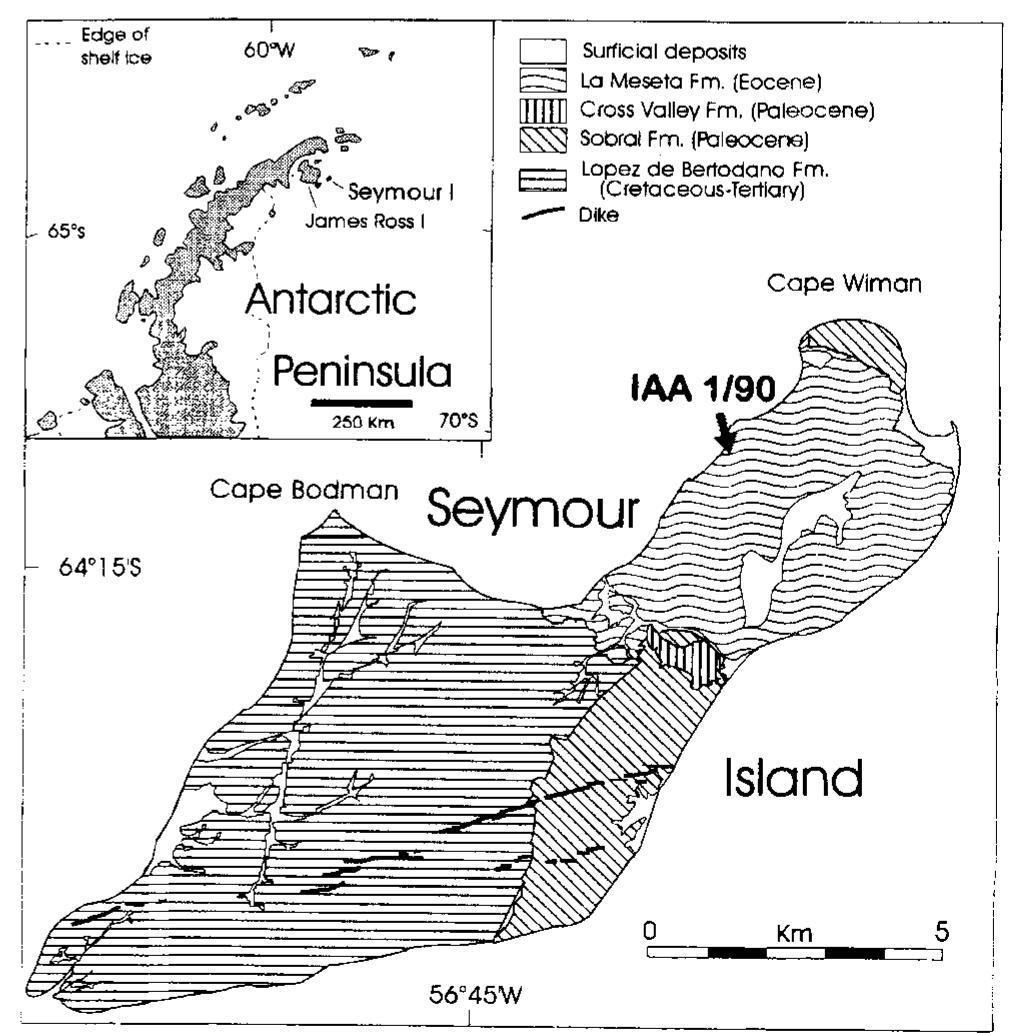 Figure 1 - from A middle Eocene basking shark (Lamniformes,