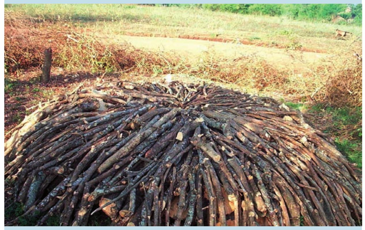 Photo the p. juliflora in a traditional earth kiln for