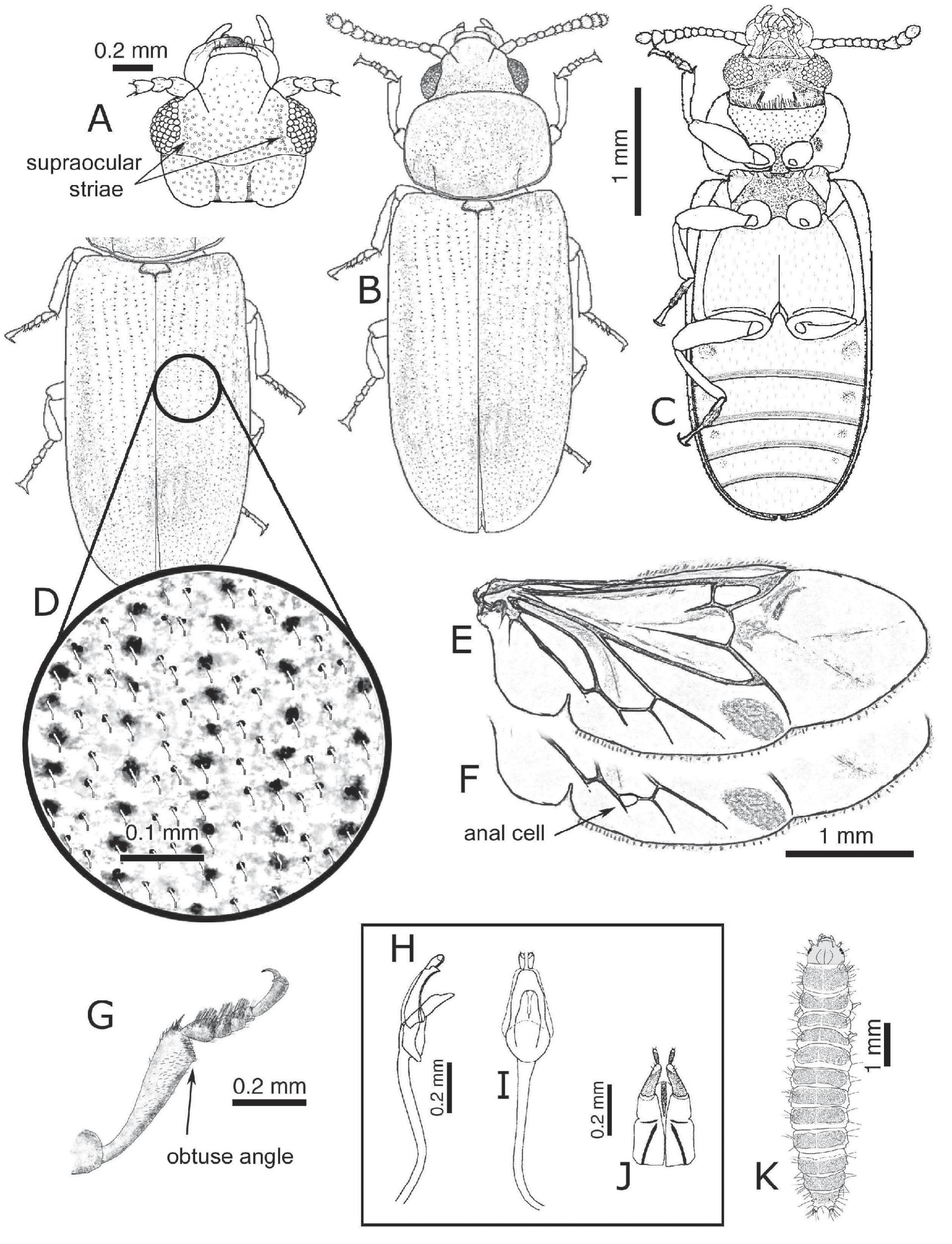 Pharaxonothaesperanzae,n.sp.a) head, dorsal view; b)