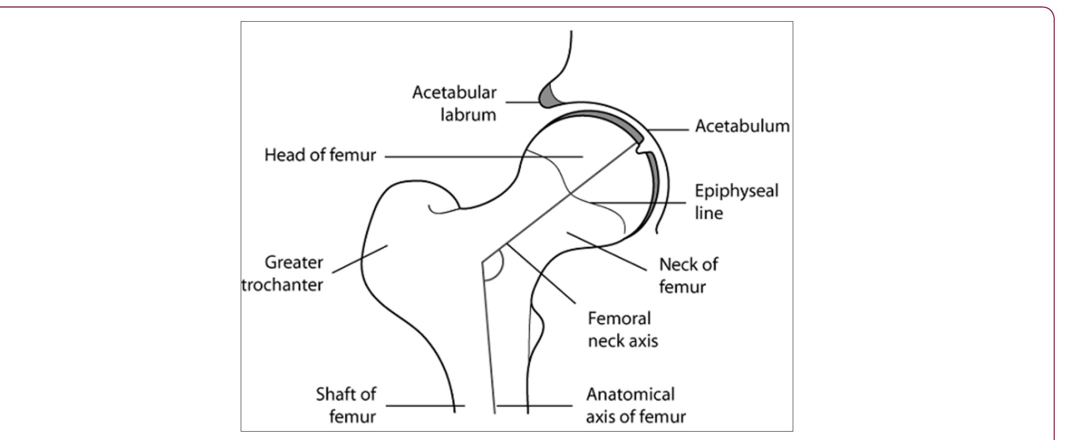 Cross-sectional view of the normal hip joint (damien et al.,