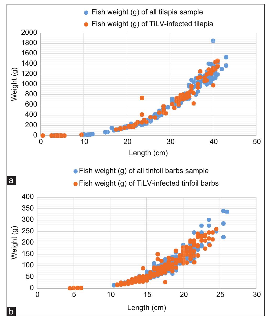 -3: the range of weight and length of wild (a) tilapia and
