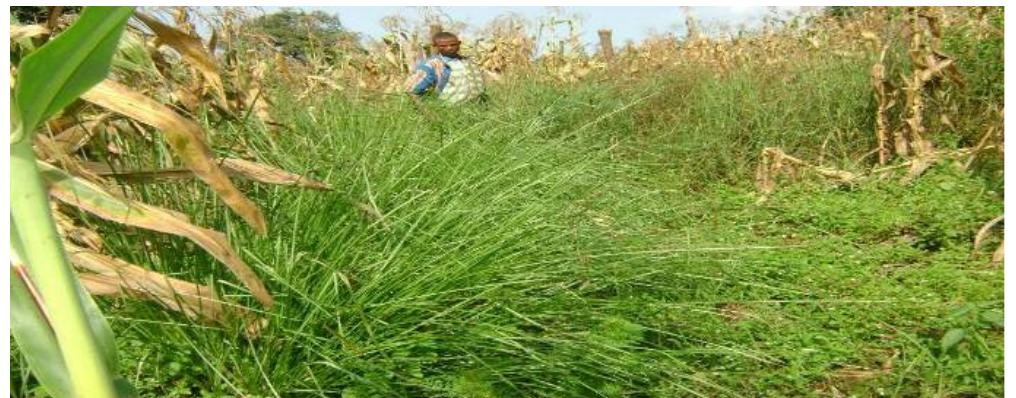 Are growing with maize and sorghum (figure 3). figure 2:
