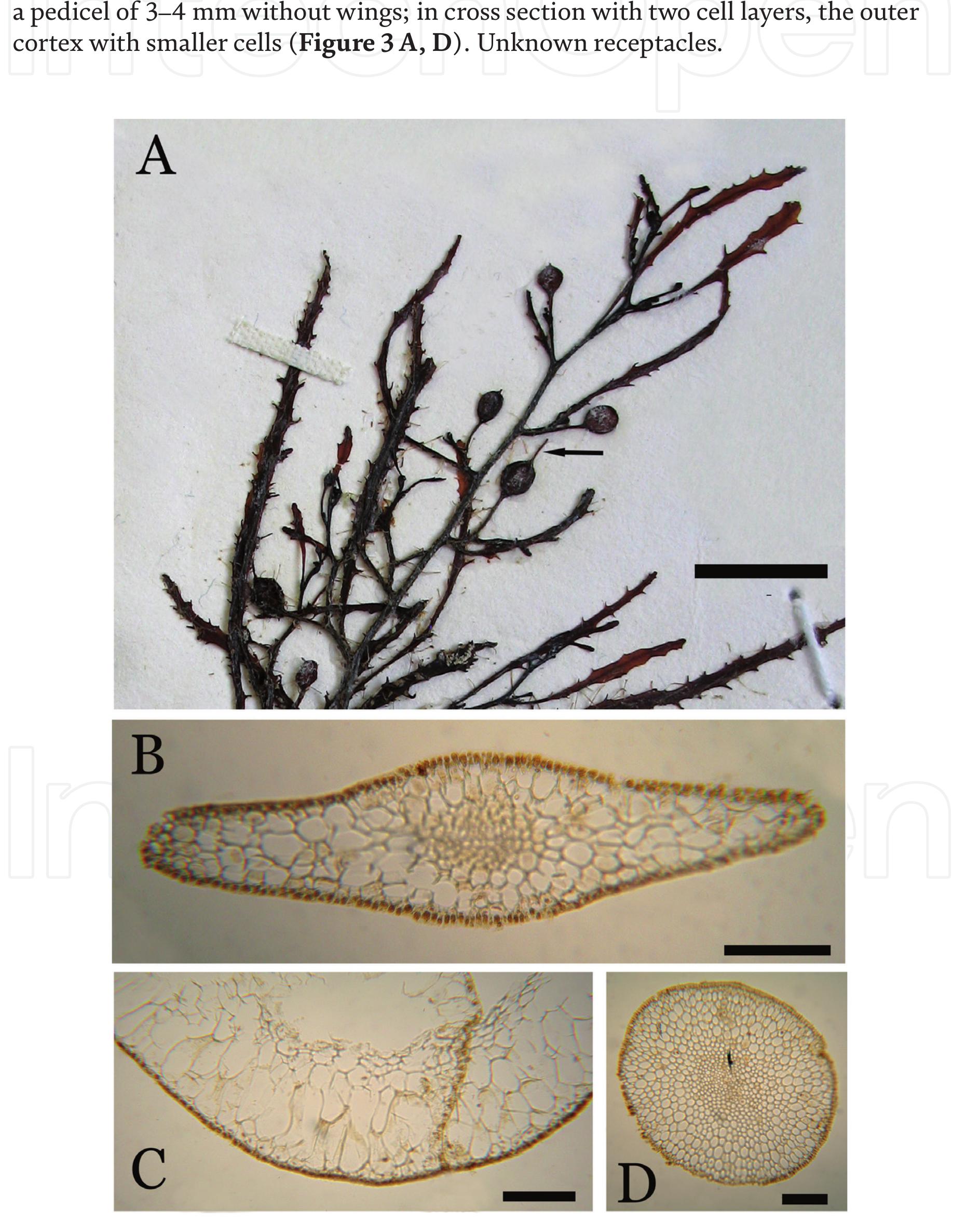 Figure 5 - A Natural History of Floating Sargassum Species