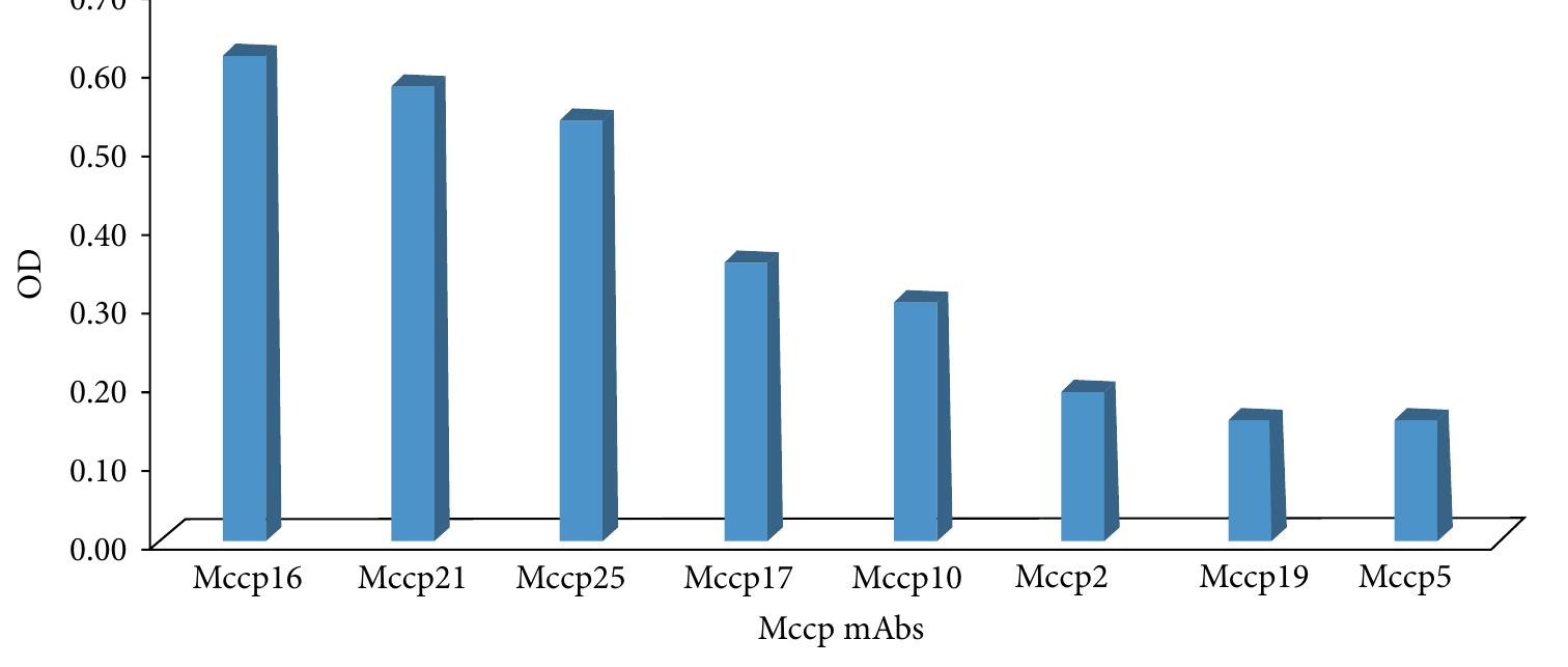 Reaction of mccp mabs on mccp antigen coated in microplate.