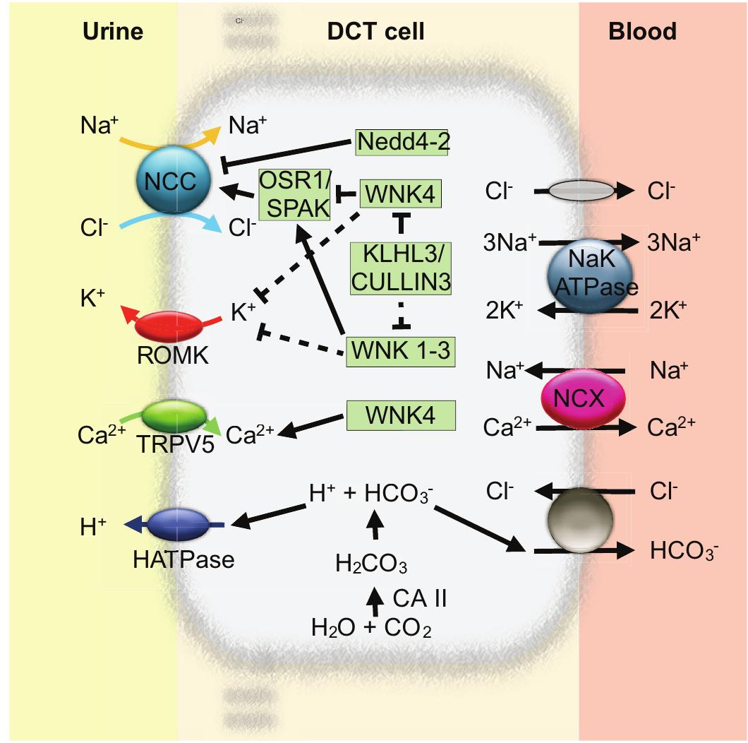 Signaling cascade in the distal convoluted tubule (dct).