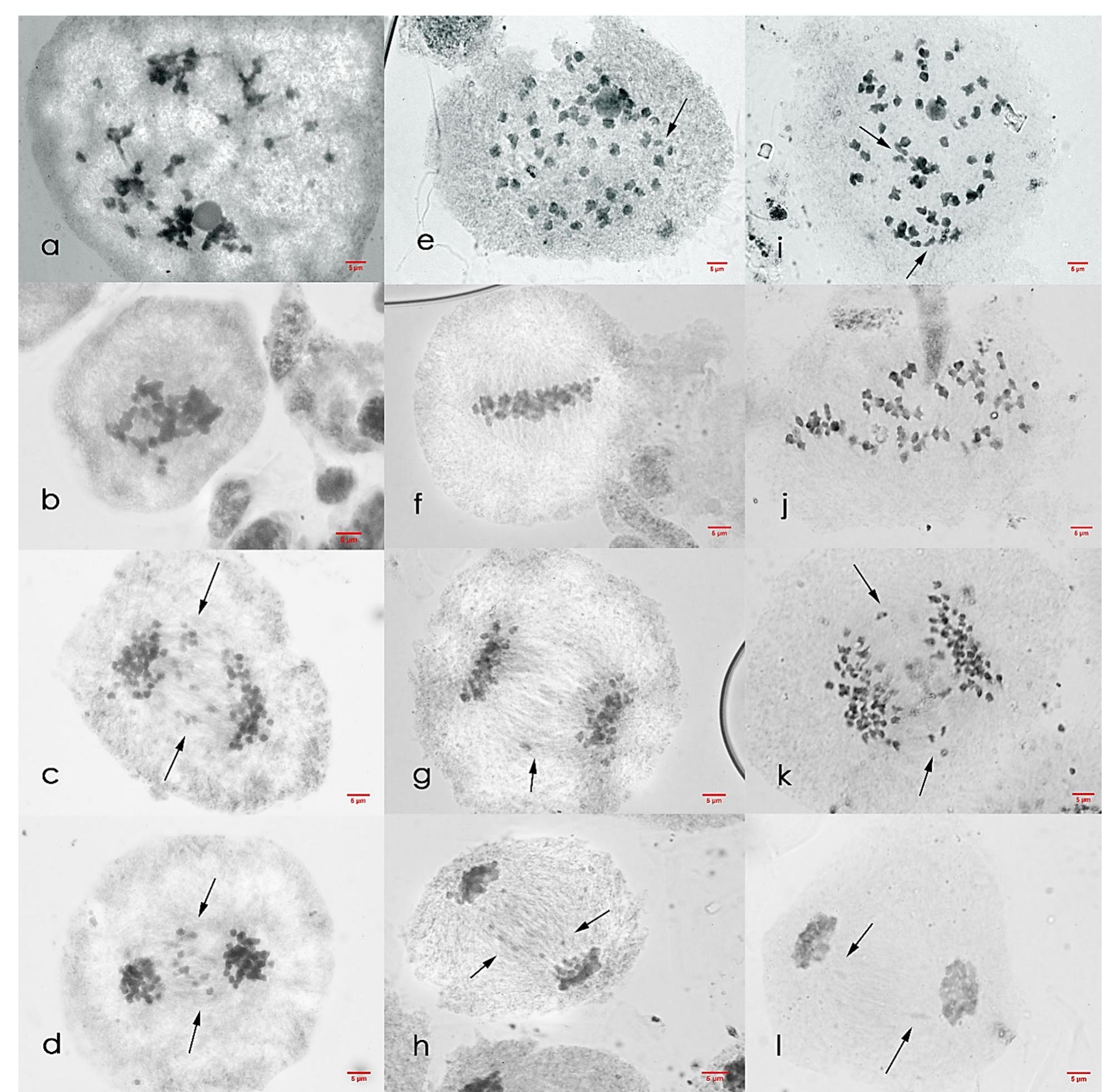 Meiosis | cells of saccharum officinarum l. (o10, 1000x).