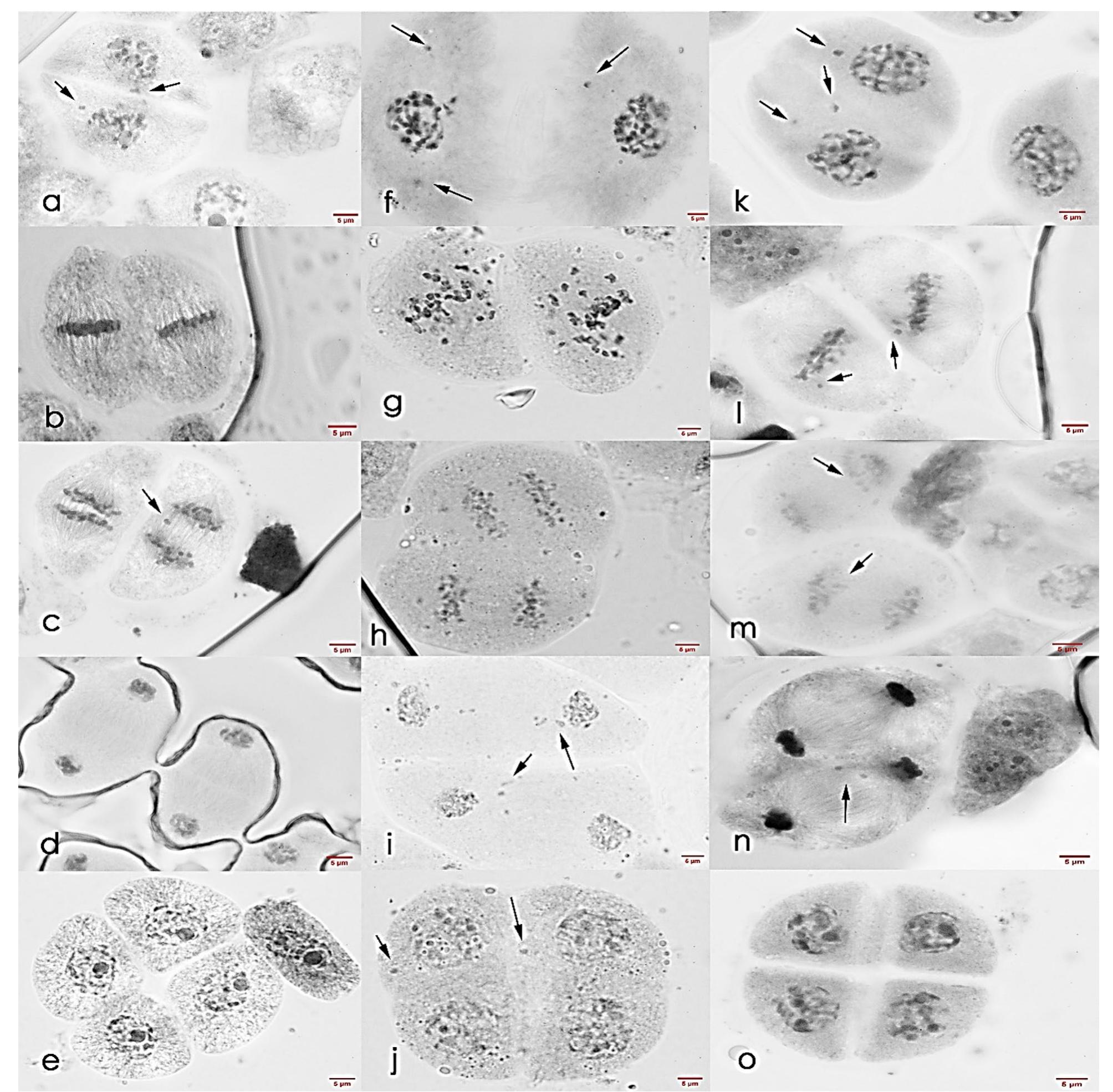 Meiosis il cells of saccharum officinarum l. (olo, 1000x):