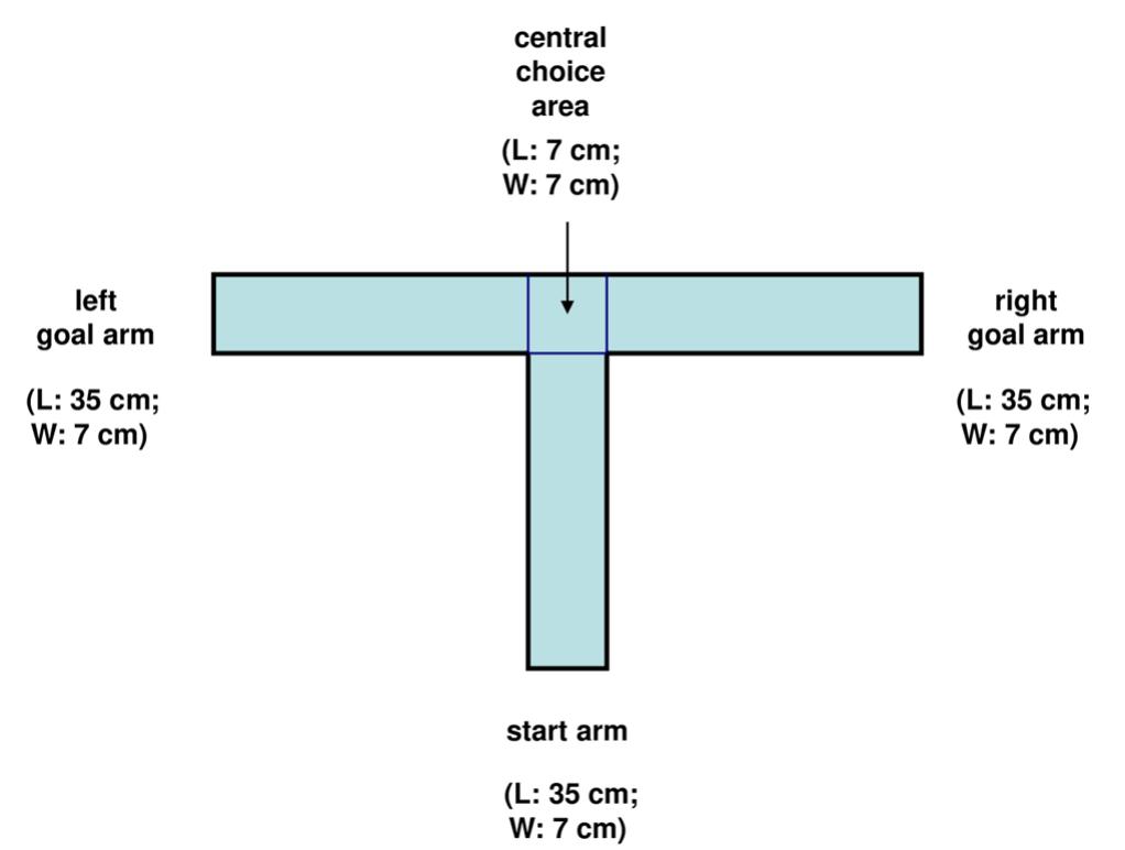 Schematic of the t-maze apparatus. each arm (start, left and