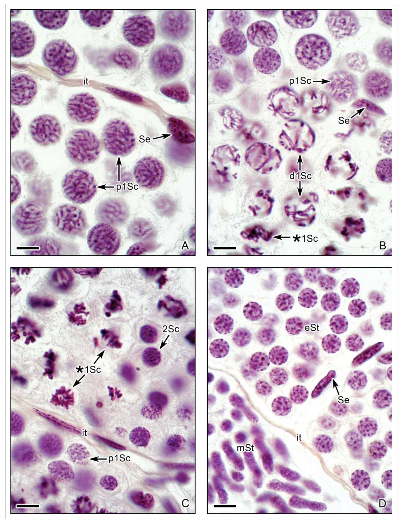 Figure 5 - Testicular structure and germ cells morphology in