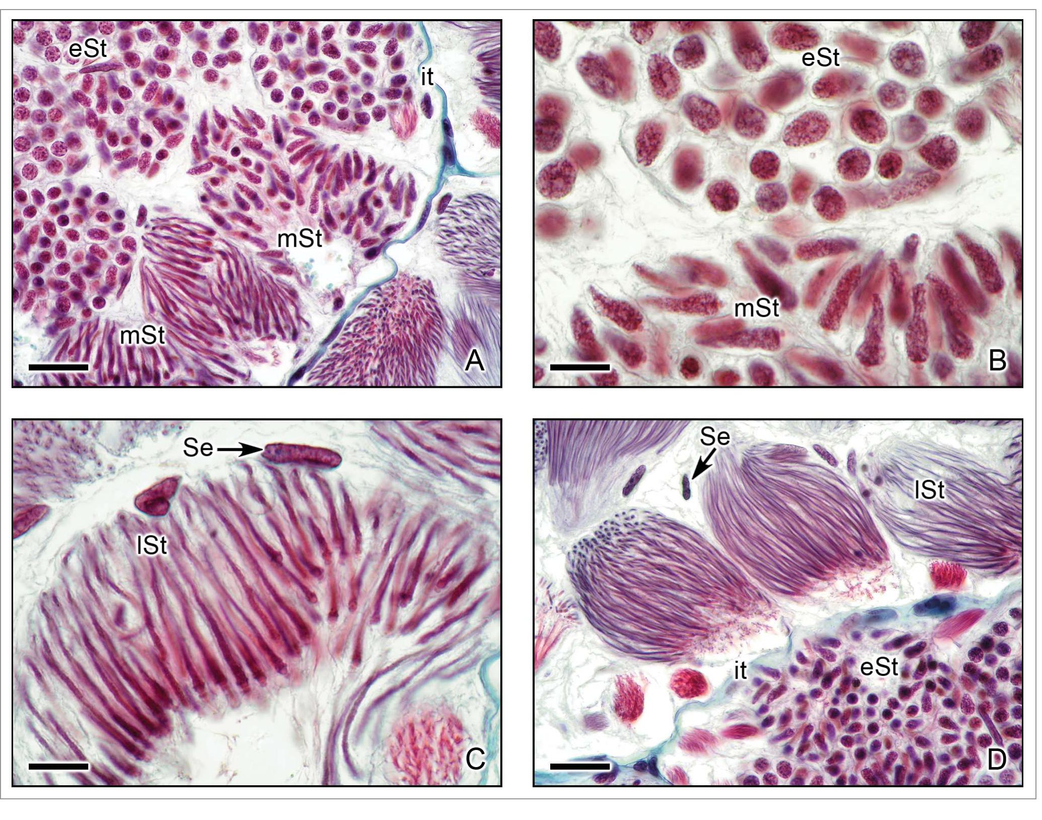 Caudal region of the testis of ambystoma dumerilii (a,c,d)
