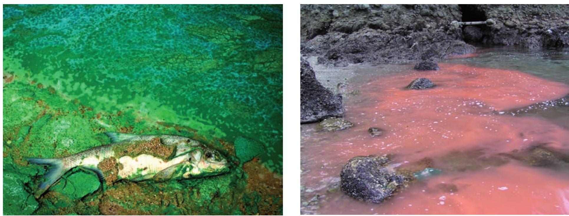 2 water pollution from too much nutrients. left: the growth