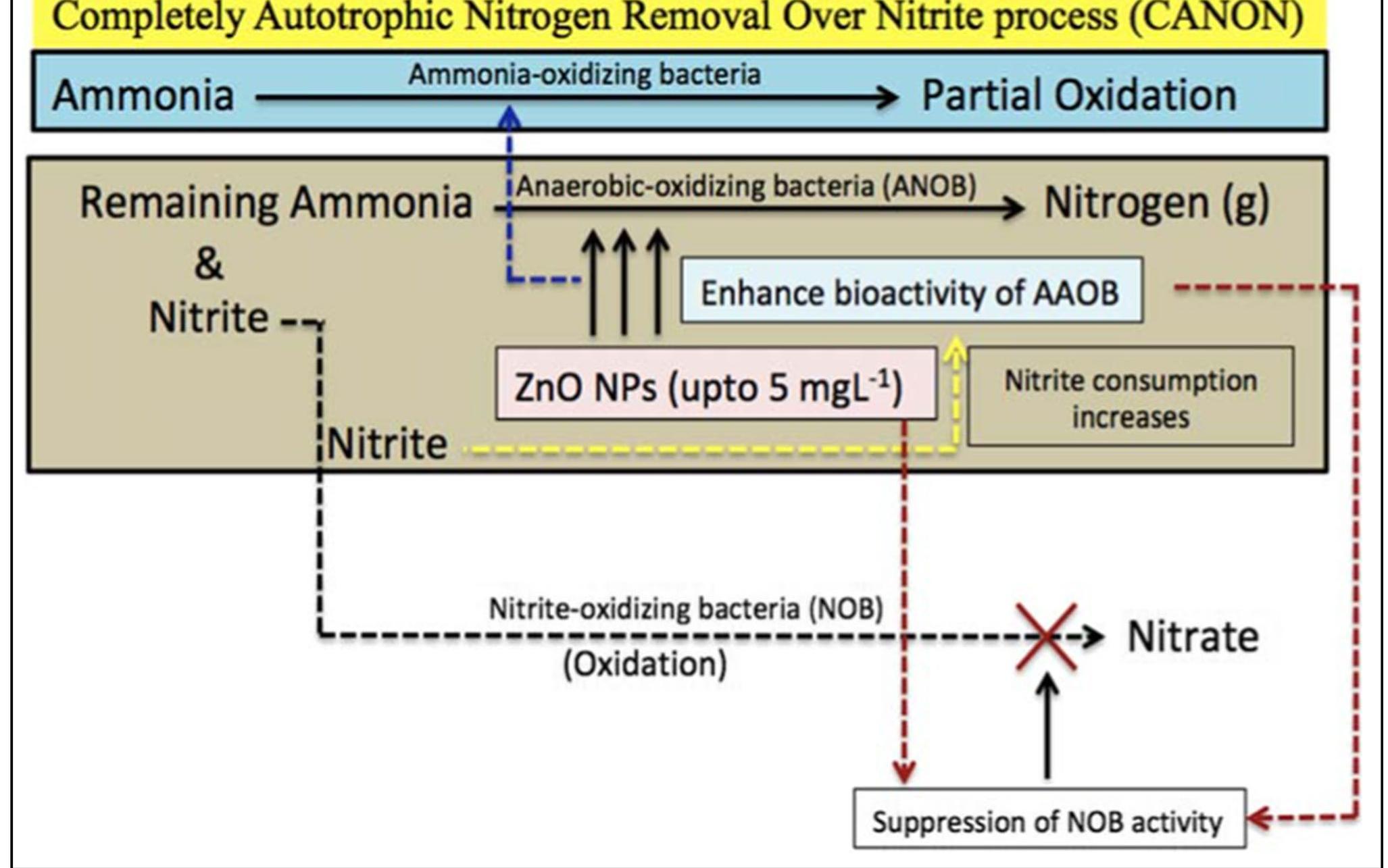 Role of zno nps in the removal of nitrogen from sludge
