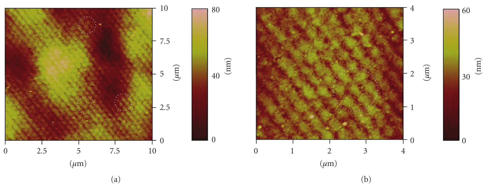 Surface afm images of the 3d h-pdlc phc sample in area of