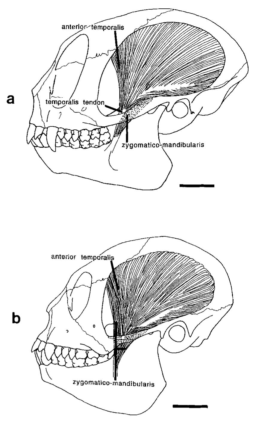 Temporal muscles of (a) aotus sp. and (b) callicebus moloch.