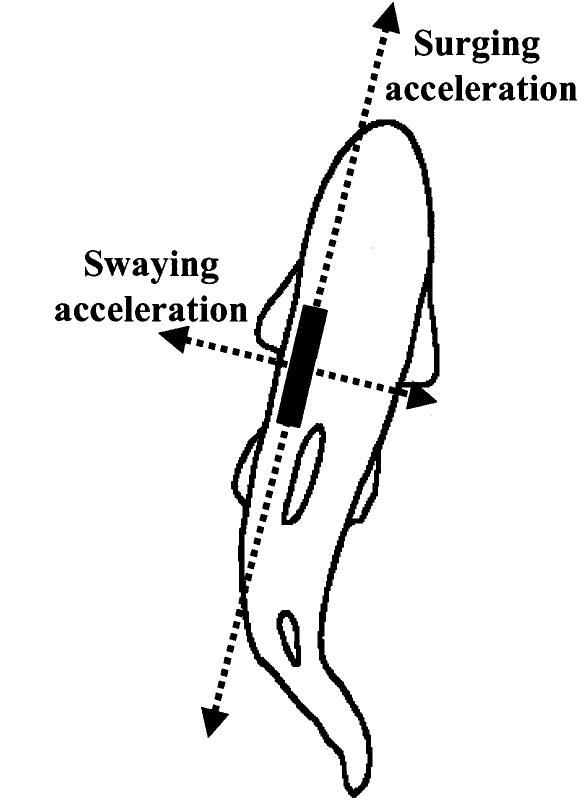 Schematic diagram showing the direction of swaying and