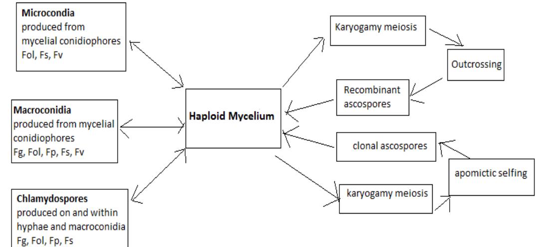 The general life cycle of fusarium spp. plasmogamy and