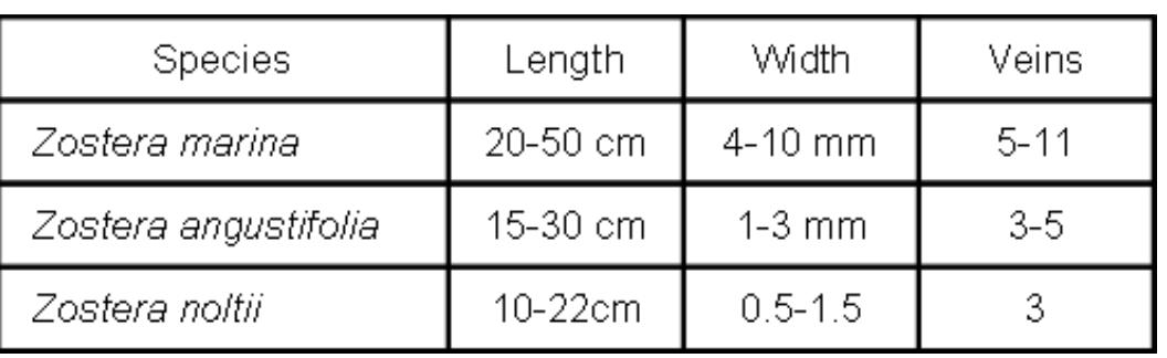 -4: identification attributes of the zostera species