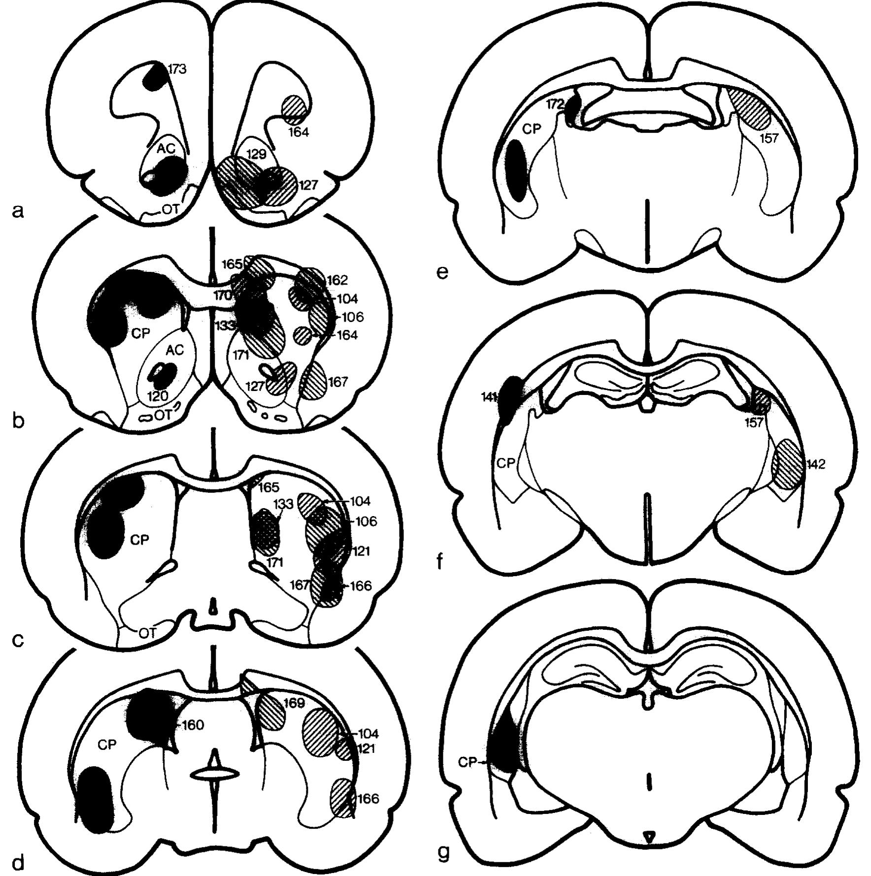 A summary diagram showing the injection sites in the 24