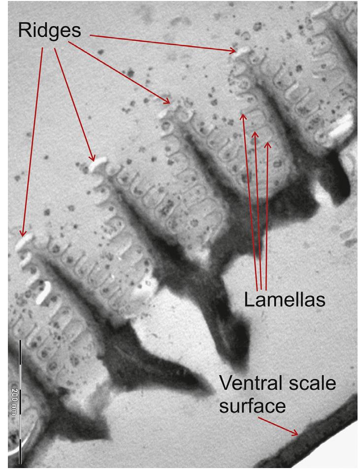 Transmission electron microscope image of the cross section