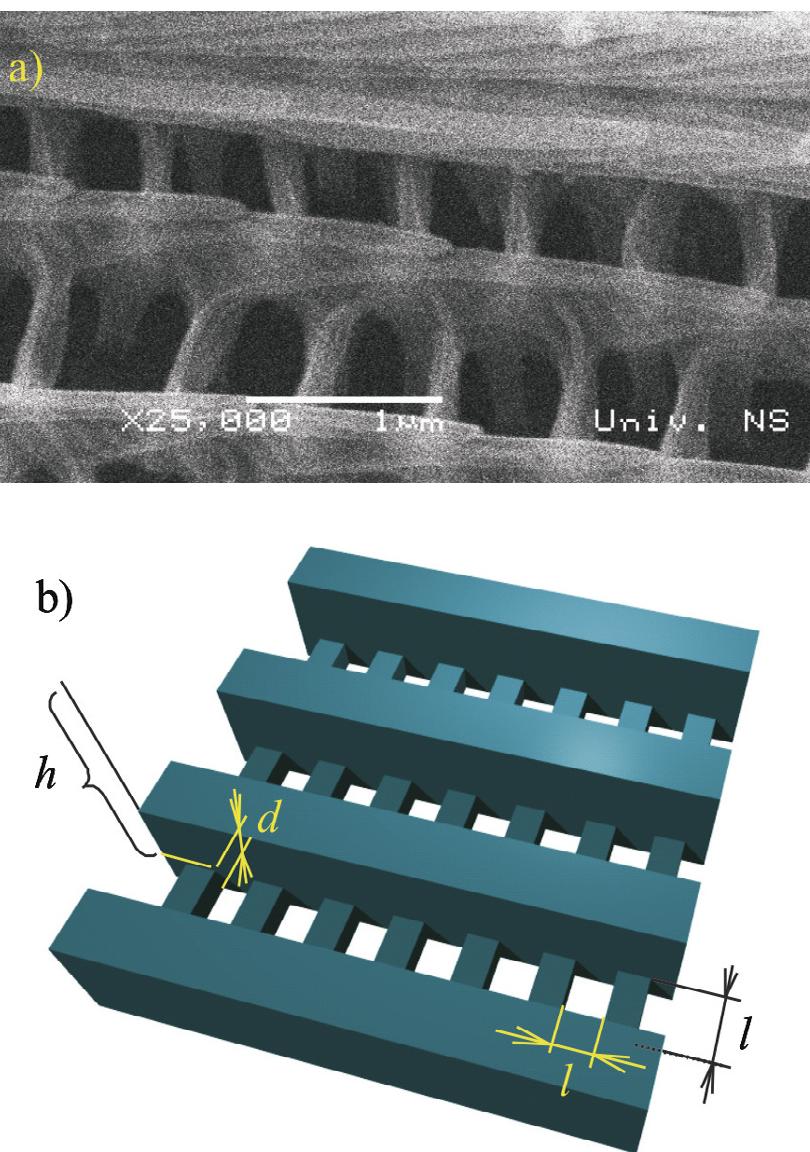 (a) sem image of a detail of a. ilia cover scale; (b)