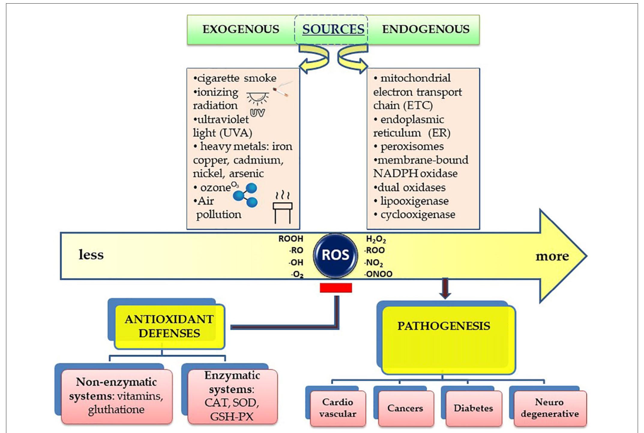 | schematic presentation of the sources of free radicals and